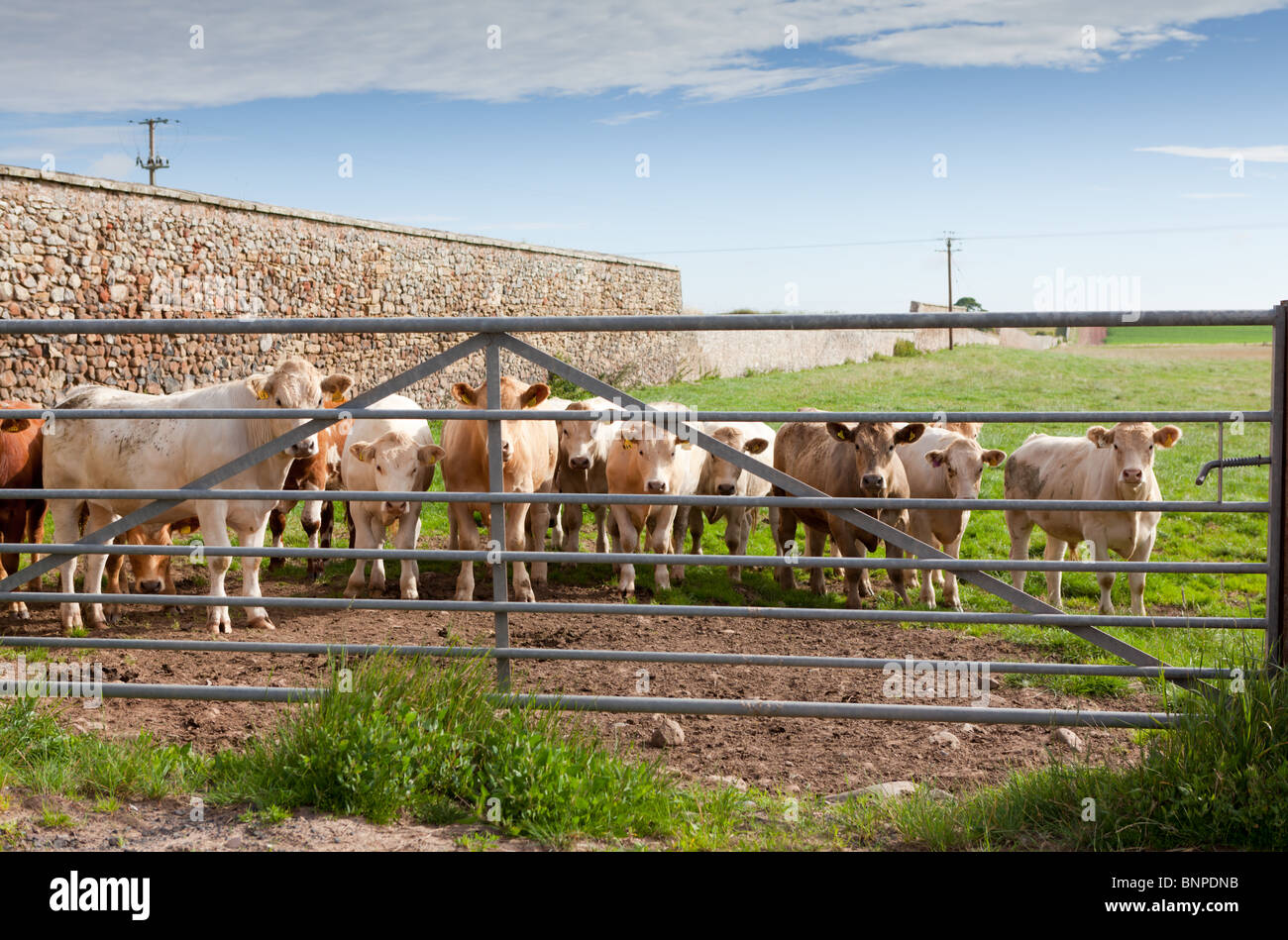 A small herd of white and brown cows in a farmers field, Scottish ...