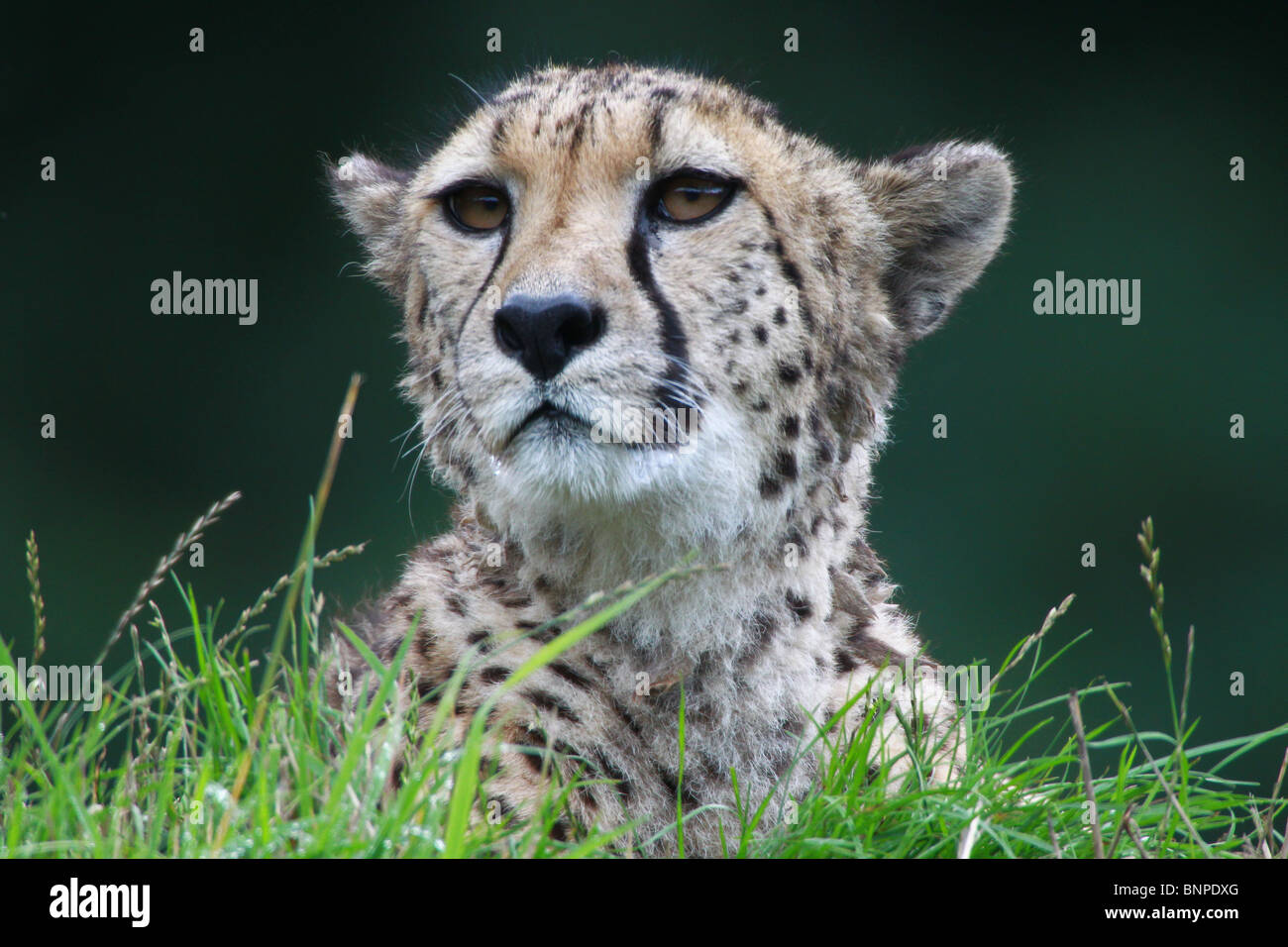Cheetah viewing territory Stock Photo - Alamy