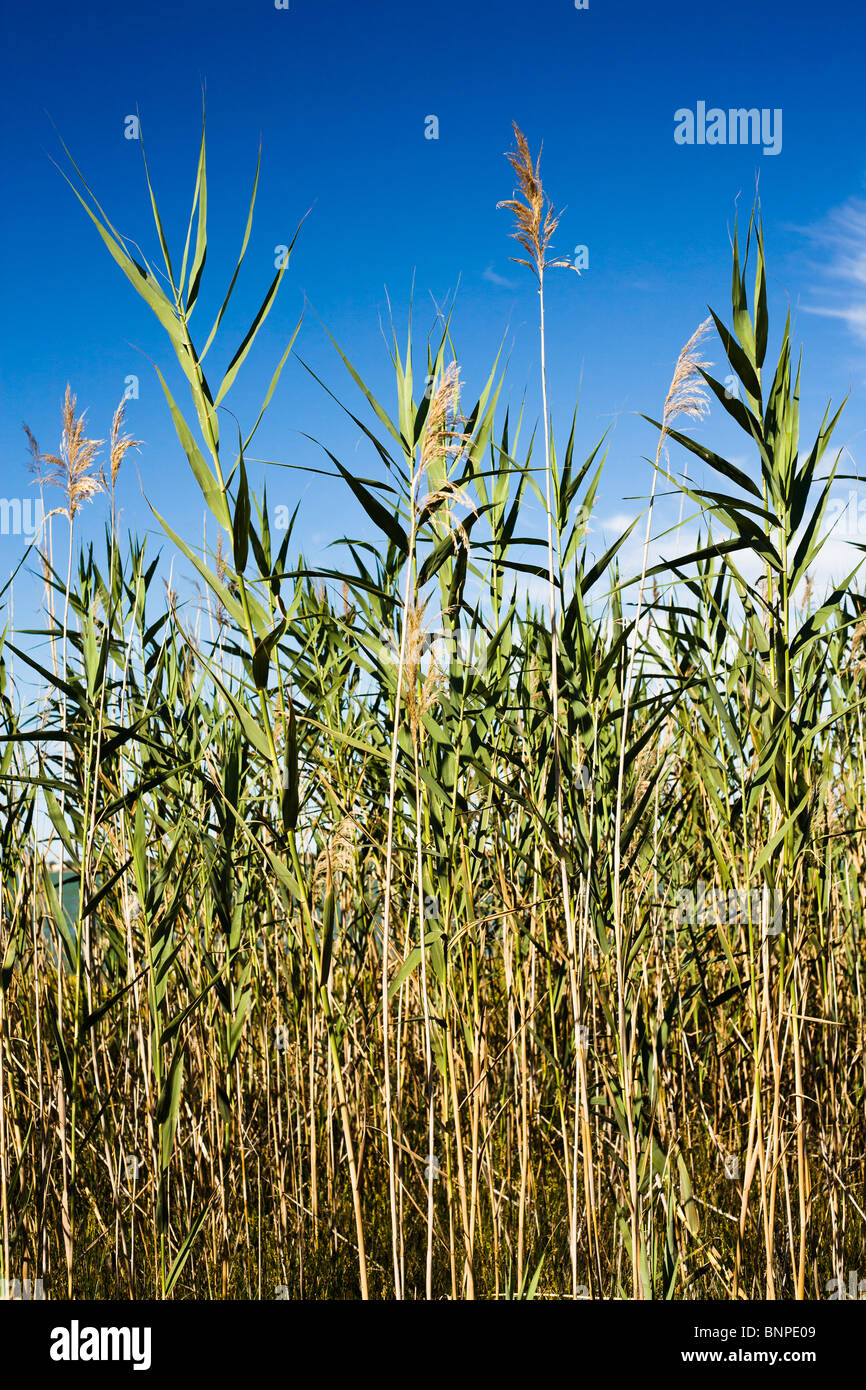 Common reed phragmites australis spain hi-res stock photography and ...