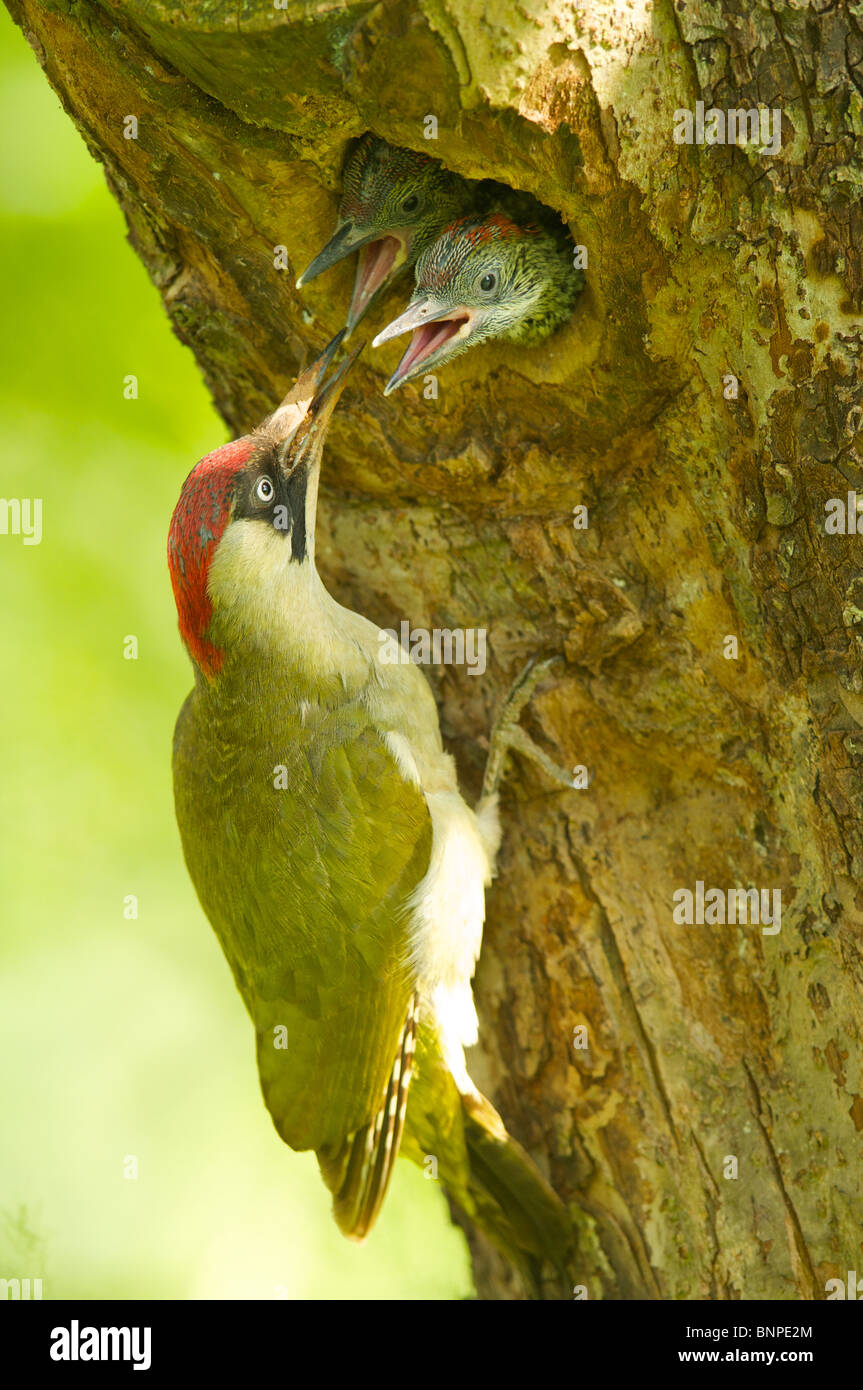 Green woodpecker chicks anticipating the approach of their mother Stock ...