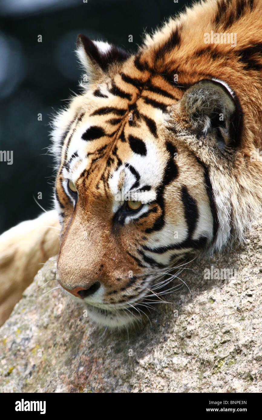 Tiger Reclining High Resolution Stock Photography and Images - Alamy