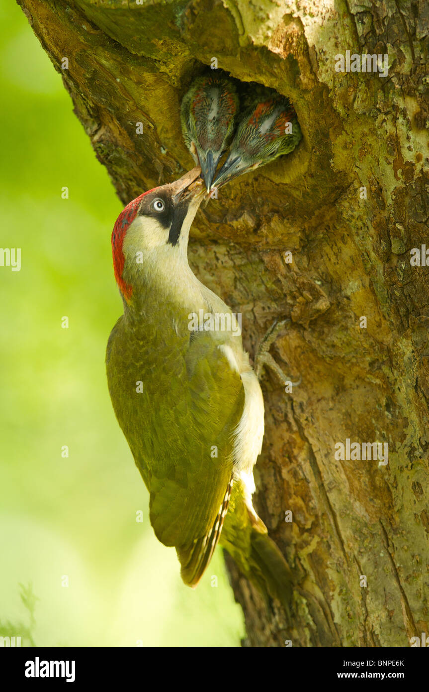 Baby Woodpecker Bird