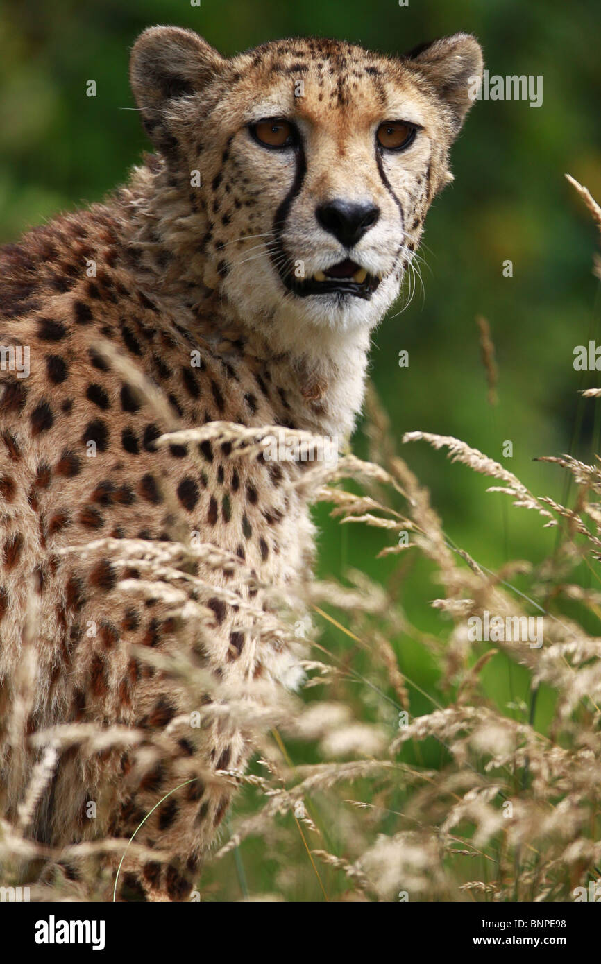 Cheetah in the grass hi-res stock photography and images - Alamy