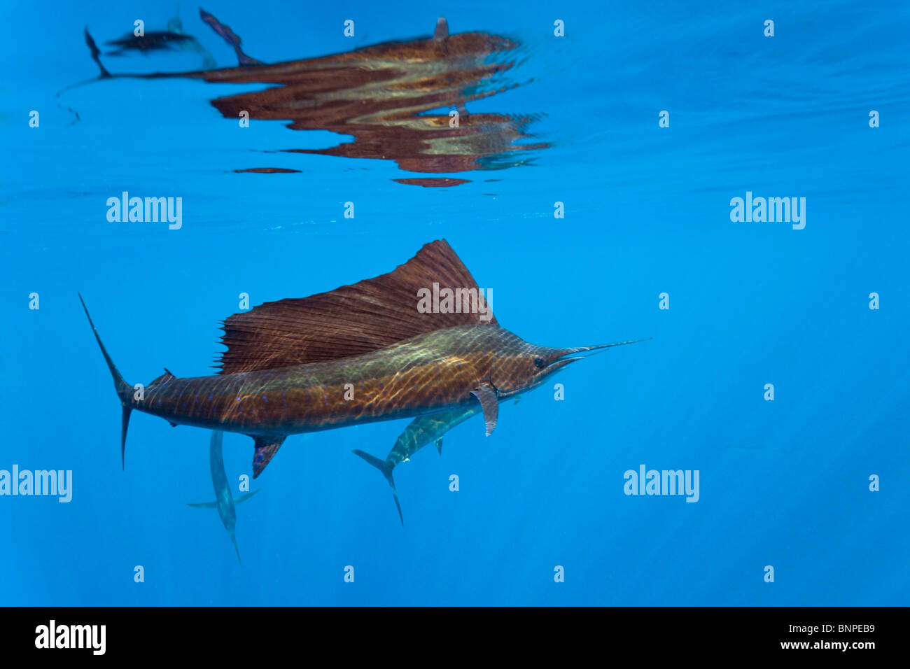 Atlantic Sailfish, Istiophorus albicans, Islamorada, Florida Keys ...