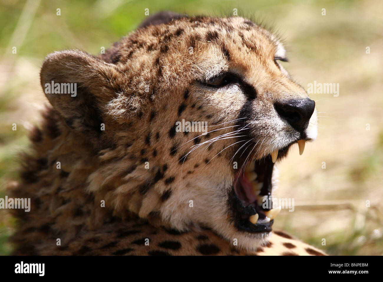Cheetah yawning hi-res stock photography and images - Alamy
