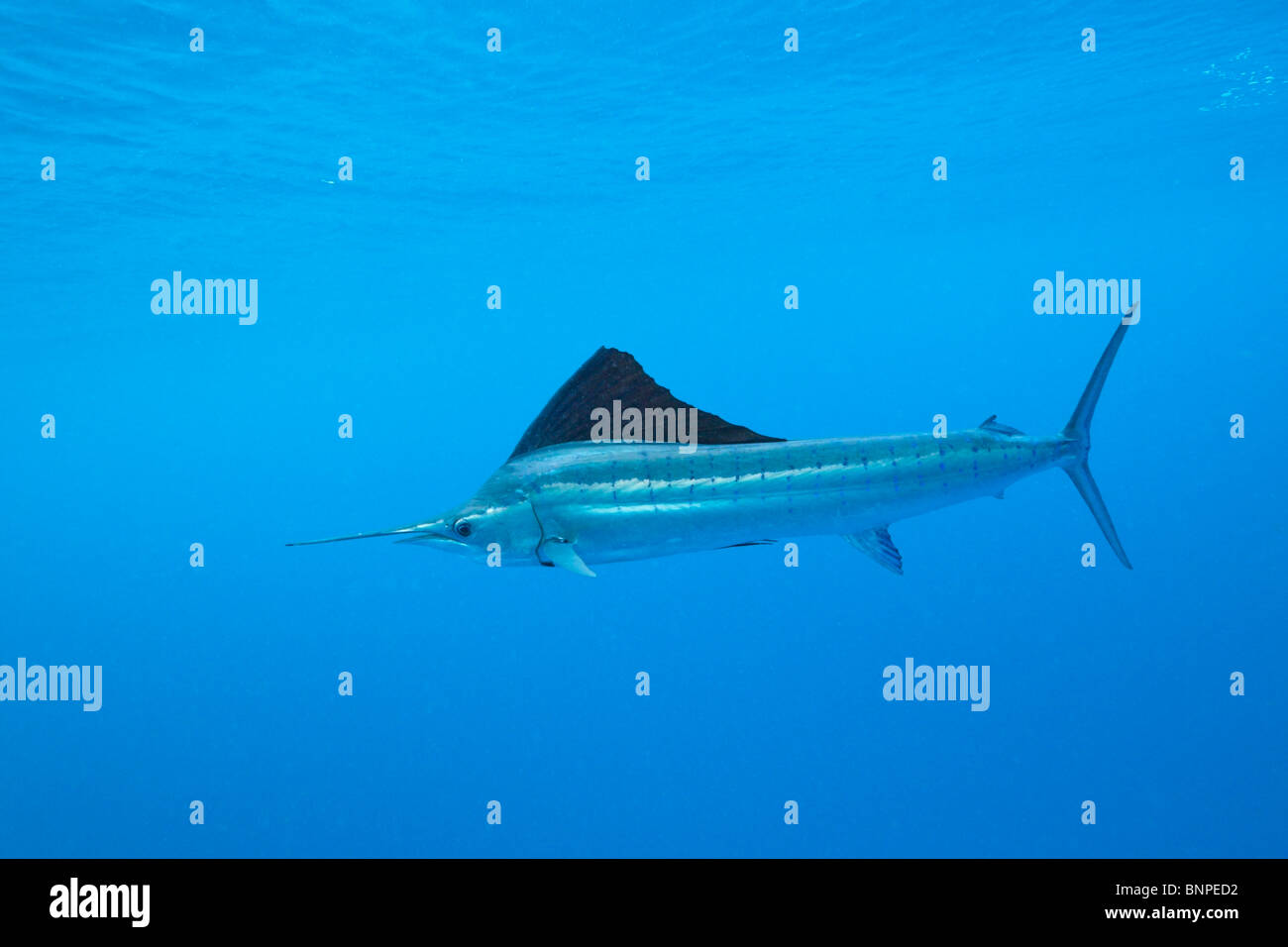 Atlantic Sailfish, Istiophorus albicans, Islamorada, Florida Keys ...