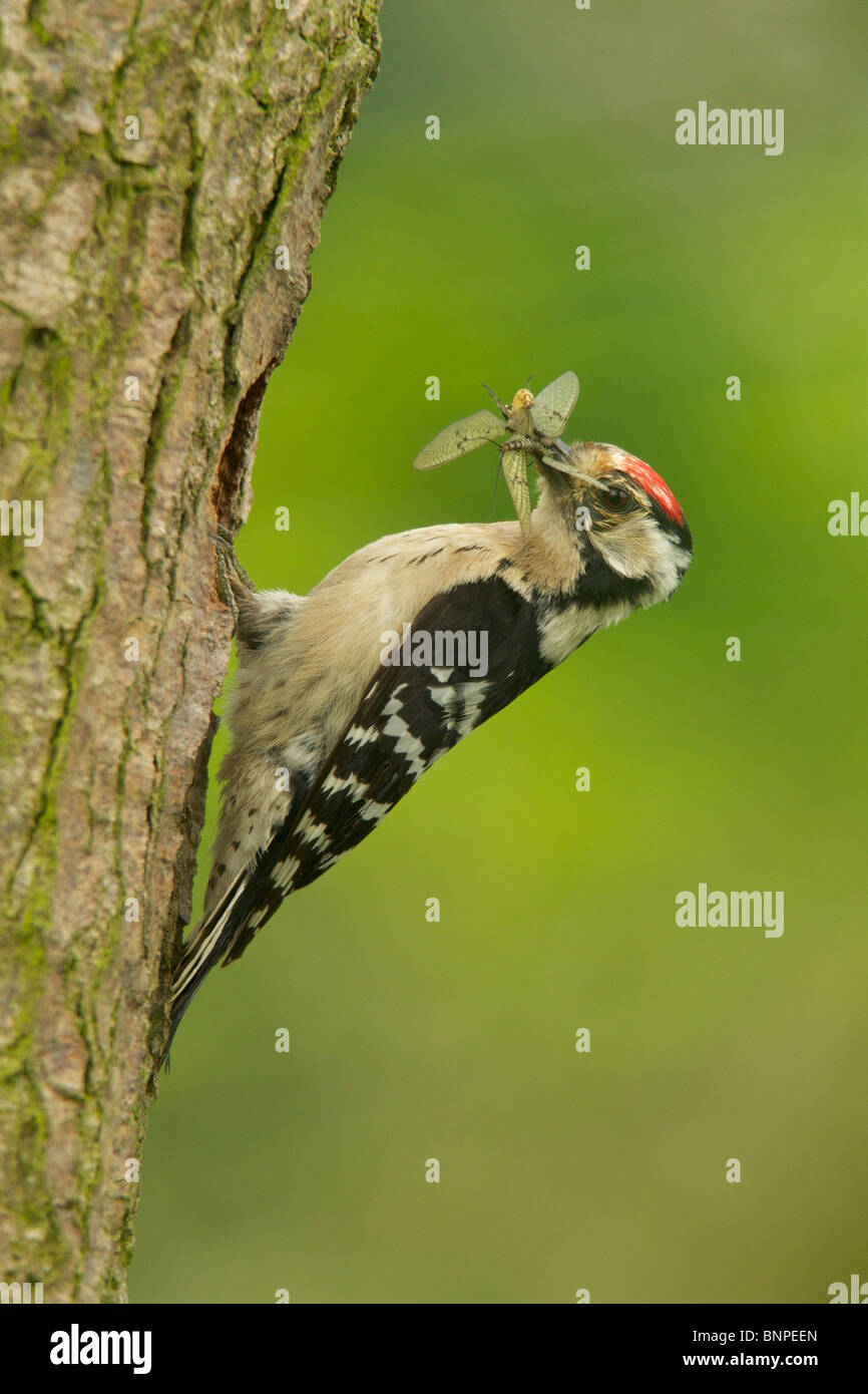Male lesser spotted woodpecker Stock Photo - Alamy