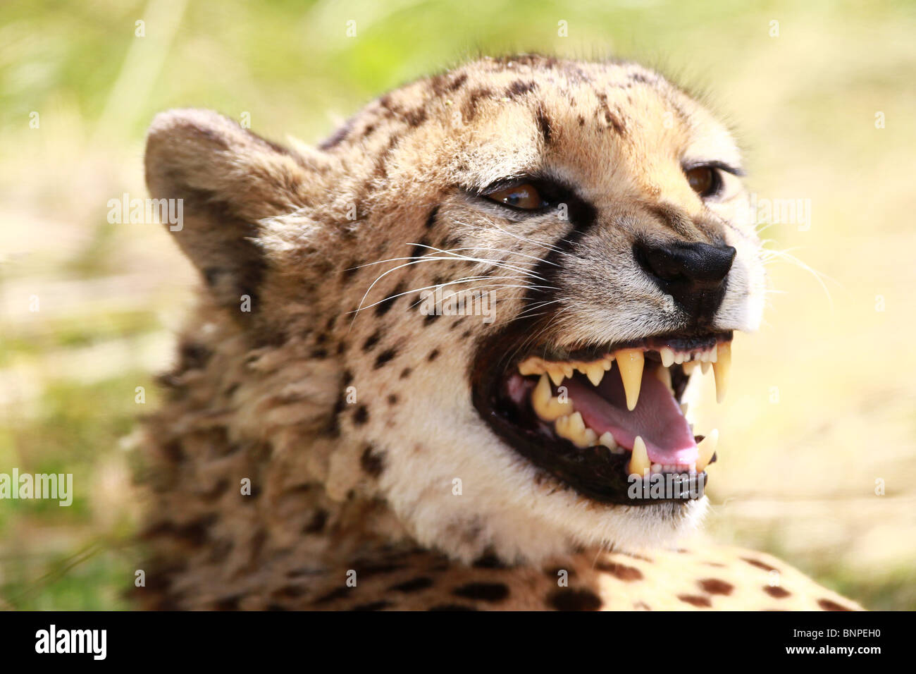 Cheetah snarling hi-res stock photography and images - Alamy