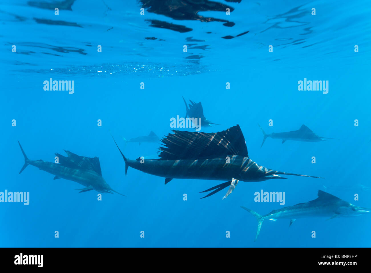 Islamorada gulf of mexico atlantic ocean hi-res stock photography and ...