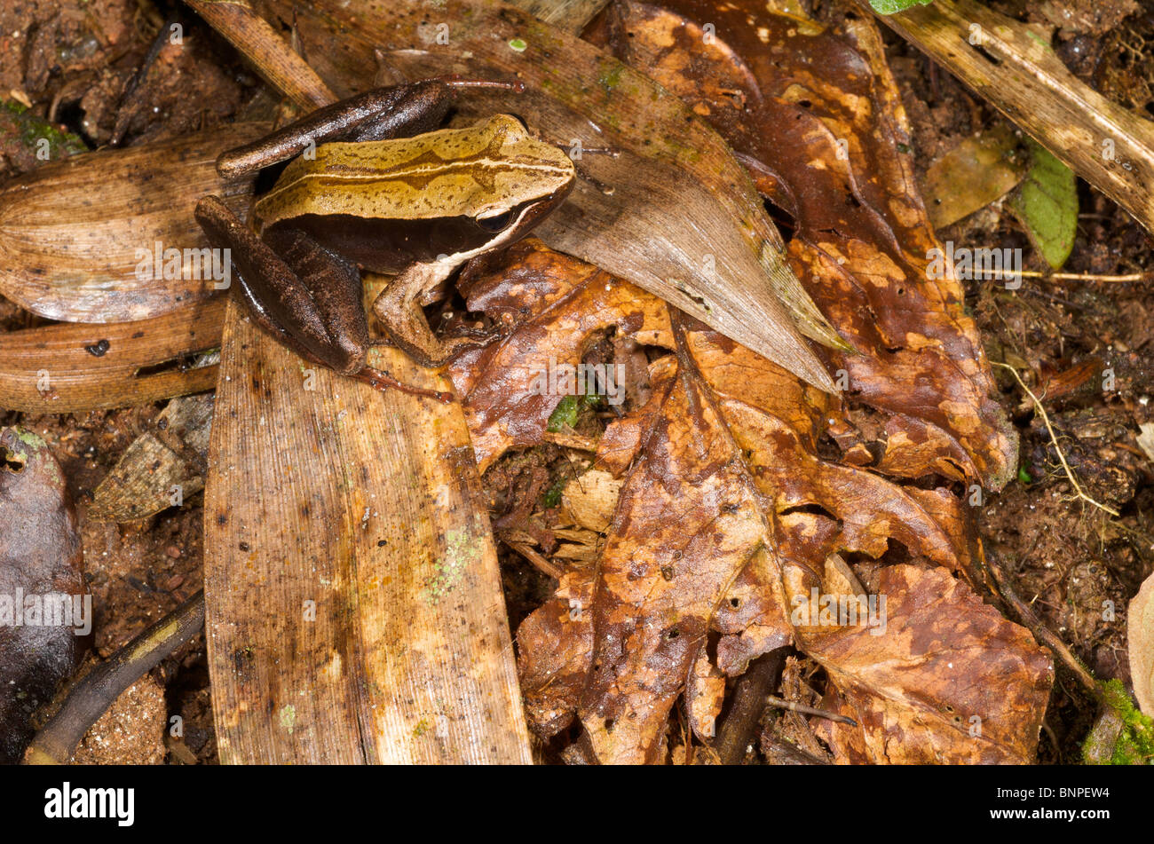 Madagascan rainforest frog Stock Photo - Alamy