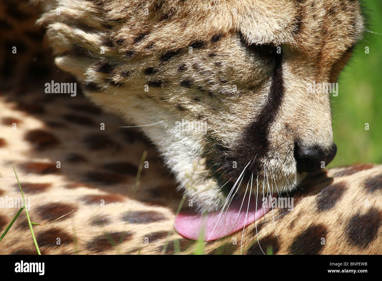 Cheetah Tongue Up Close