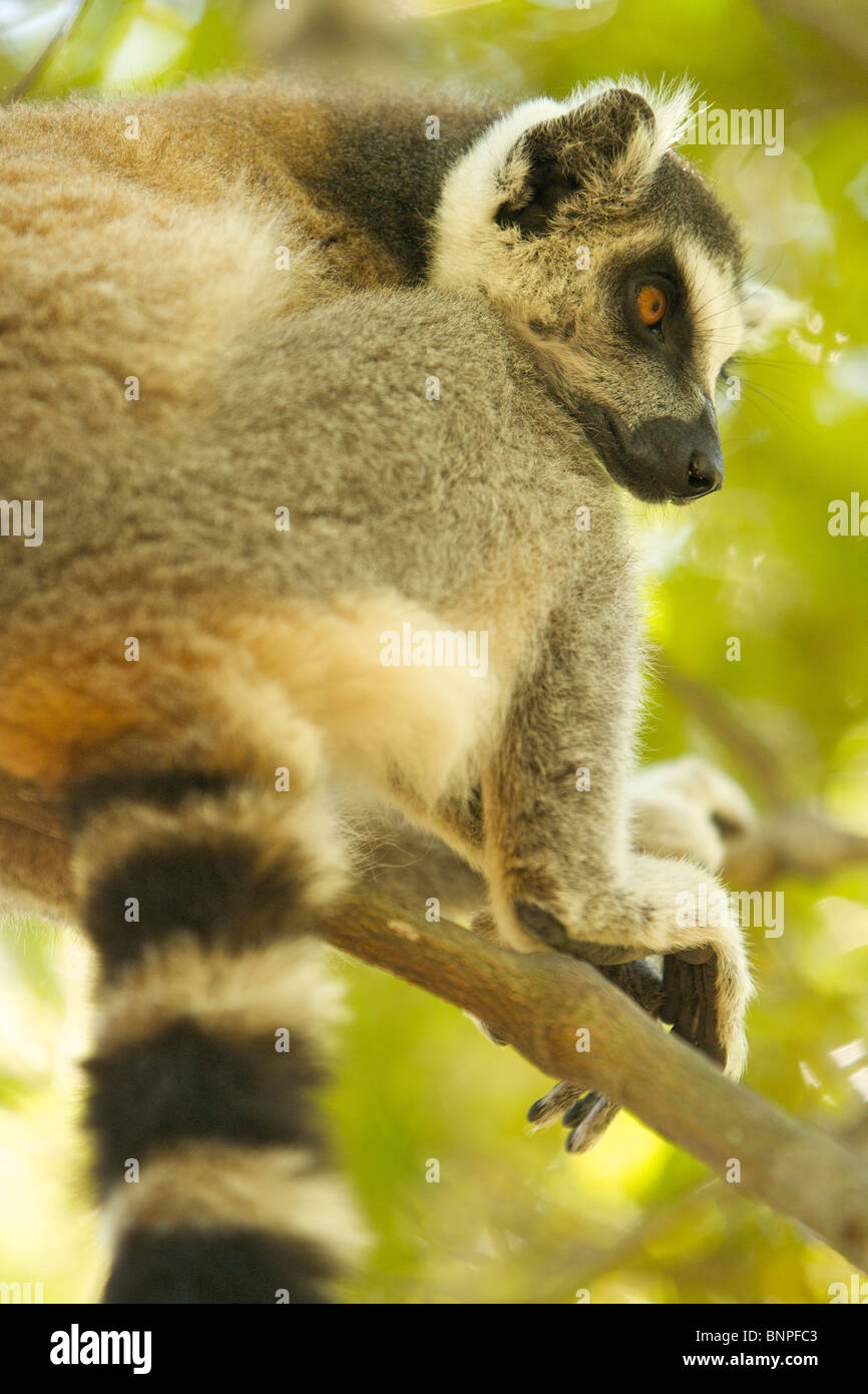 Red tailed lemur hi-res stock photography and images - Alamy