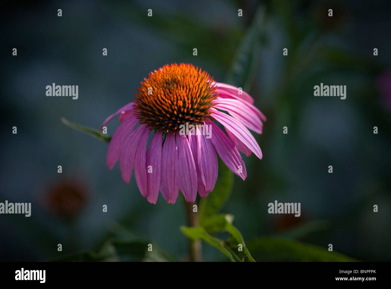 Coneflower. Echinacea, purpurea 'Magnus' Stock Photo - Alamy