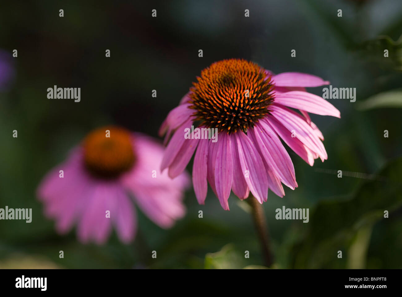 Coneflower. Echinacea, purpurea 'Magnus' Stock Photo - Alamy