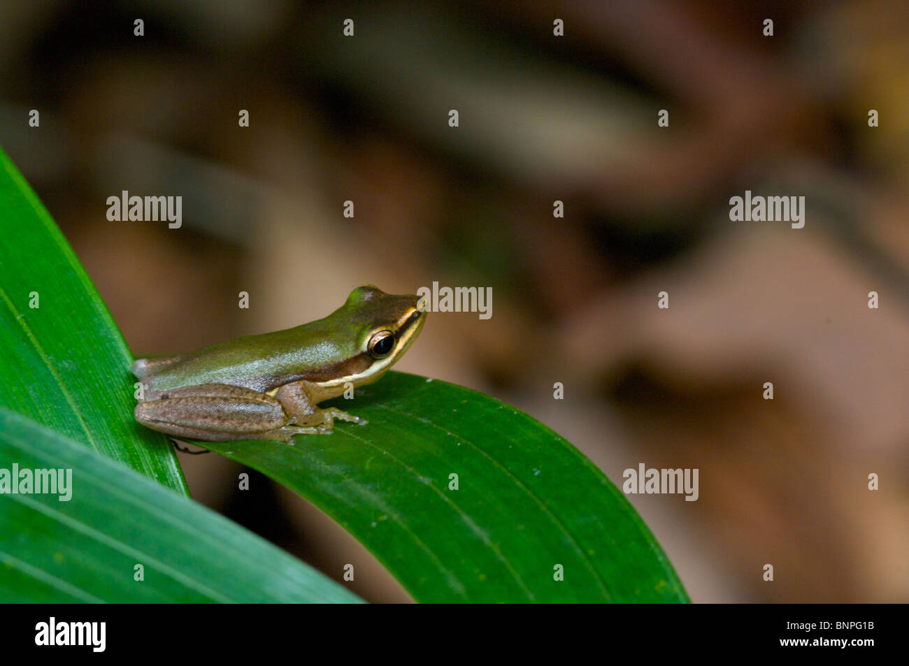 Northern dwarf tree frog hi-res stock photography and images - Alamy