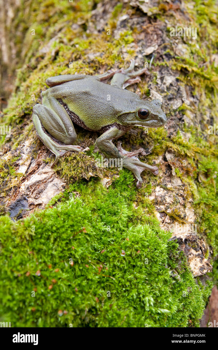 Japanese tree frog hi-res stock photography and images - Alamy