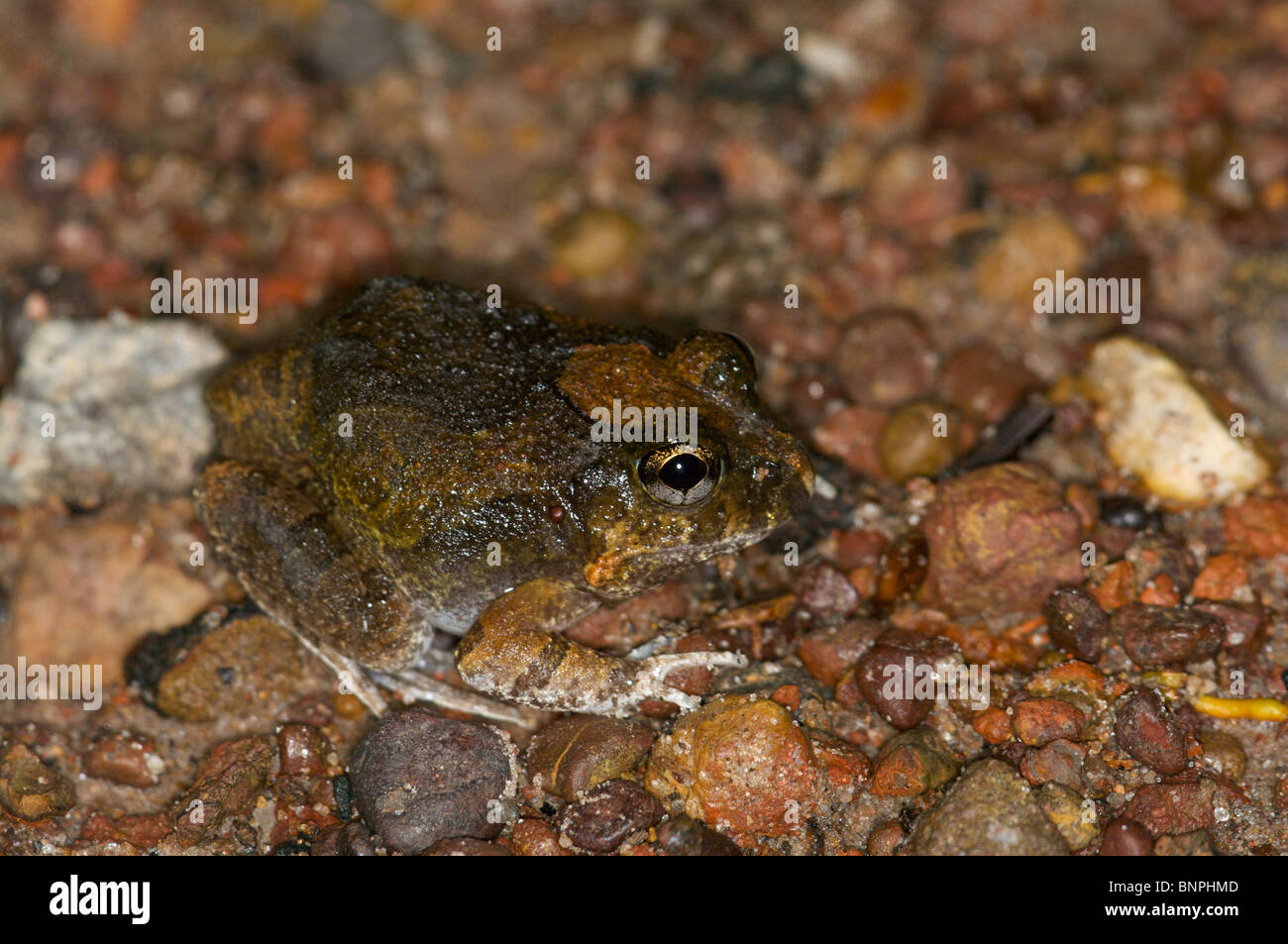 An Ornate Burrowing Frog (Platyplectrum ornatum) squatting on the rocky ...