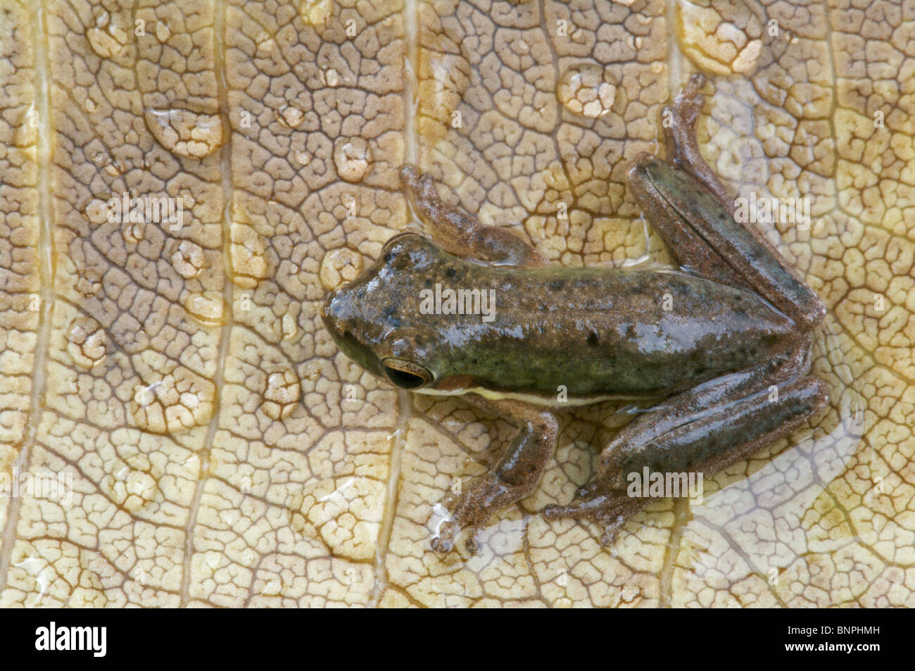 A Northern Dwarf Tree Frog (Litoria bicolor) on a rain-covered leaf at ...