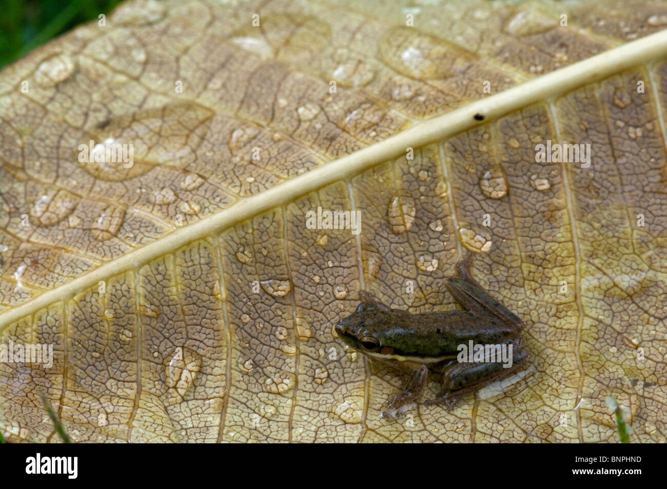 A Northern Dwarf Tree Frog (Litoria bicolor) on a rain-covered leaf at ...
