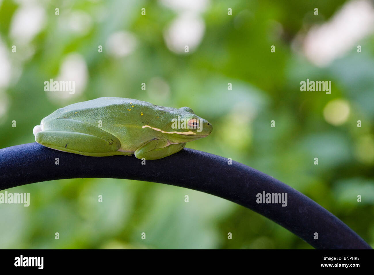 Green tree frog, Florida Stock Photo - Alamy