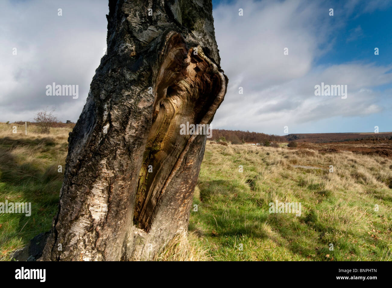 close up of tree trunk with reaching views in back ground Stock Photo ...