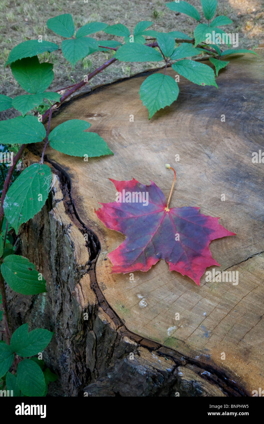 A red leaf on a tree stump Stock Photo - Alamy