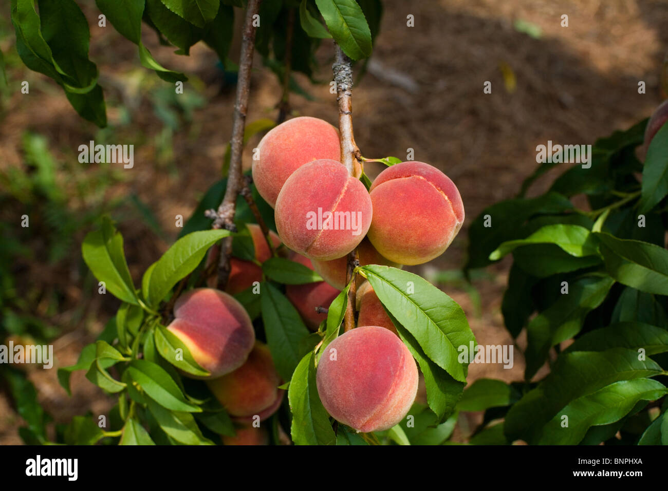 Peaches ripening on tree in hi-res stock photography and images - Alamy