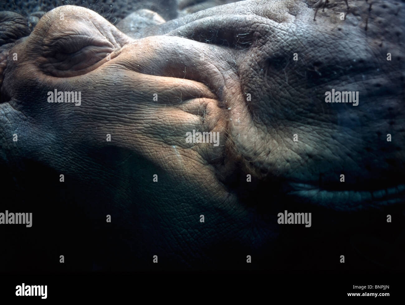 Hippo resting under water Stock Photo - Alamy