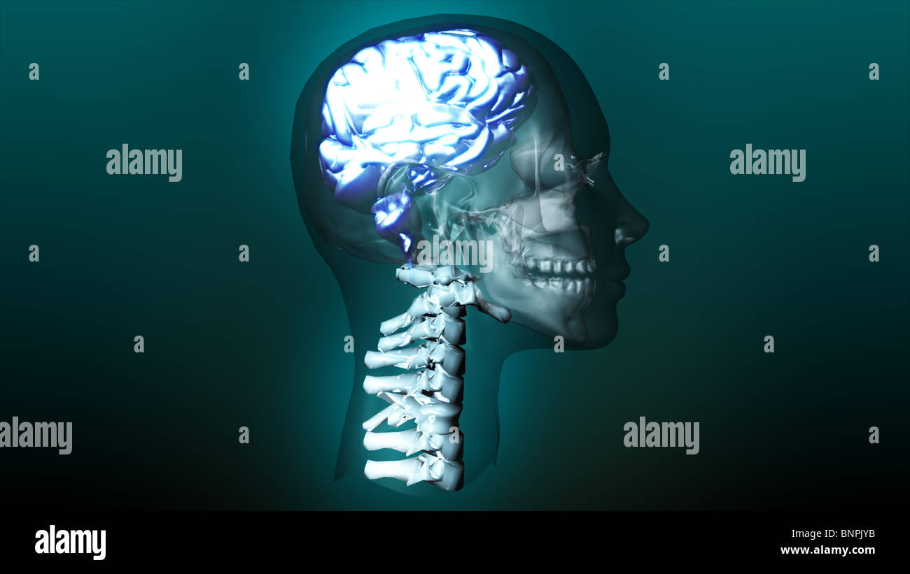 highly detailed animation of a human brain Stock Photo - Alamy