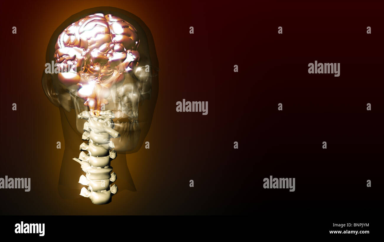 highly detailed animation of a human brain Stock Photo - Alamy