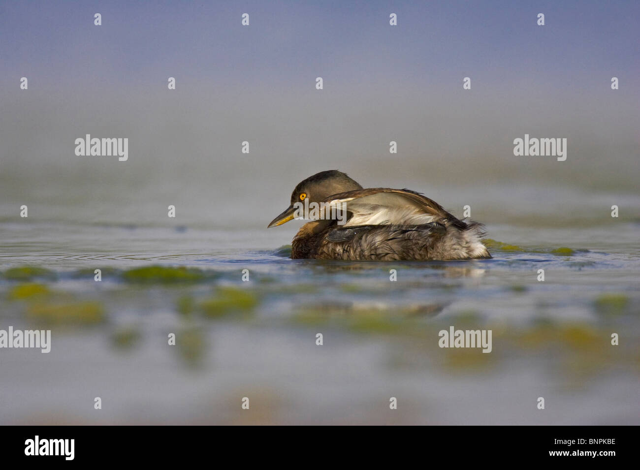 Grebe water bird hi-res stock photography and images - Alamy