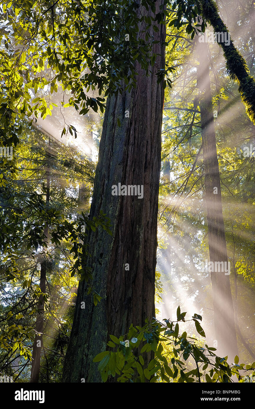 An early morning sun beams through rising mist amongst the giant ...