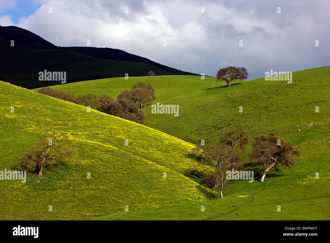 California oak tree in mustard hi-res stock photography and images - Alamy