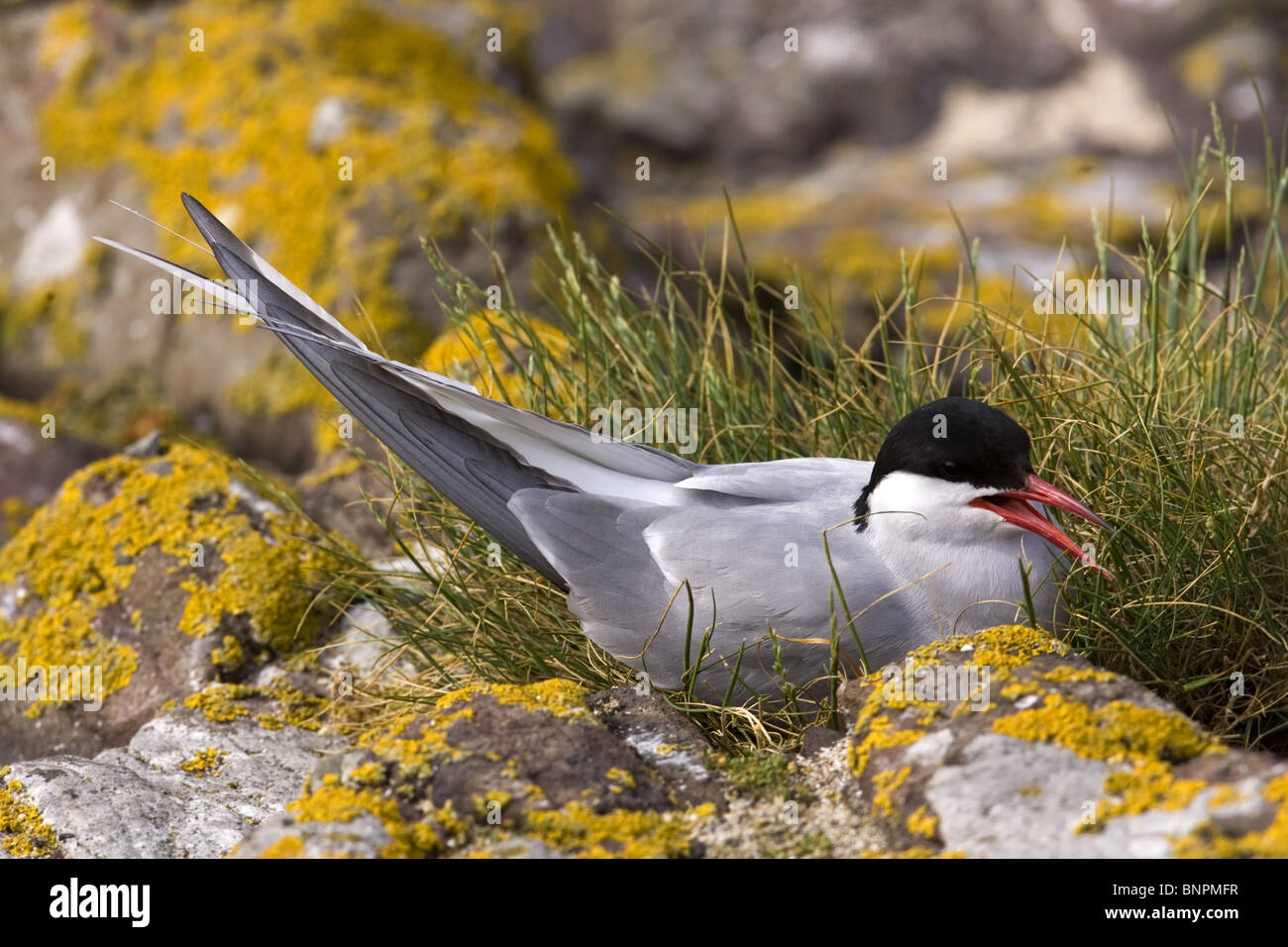 Nesting arctic tern Stock Photo - Alamy