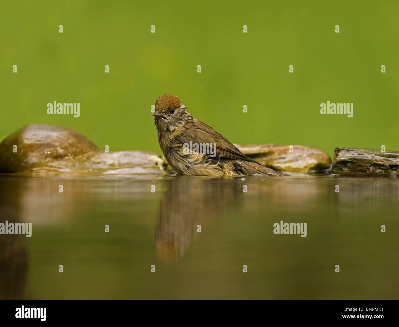Female blackcap hi-res stock photography and images - Alamy