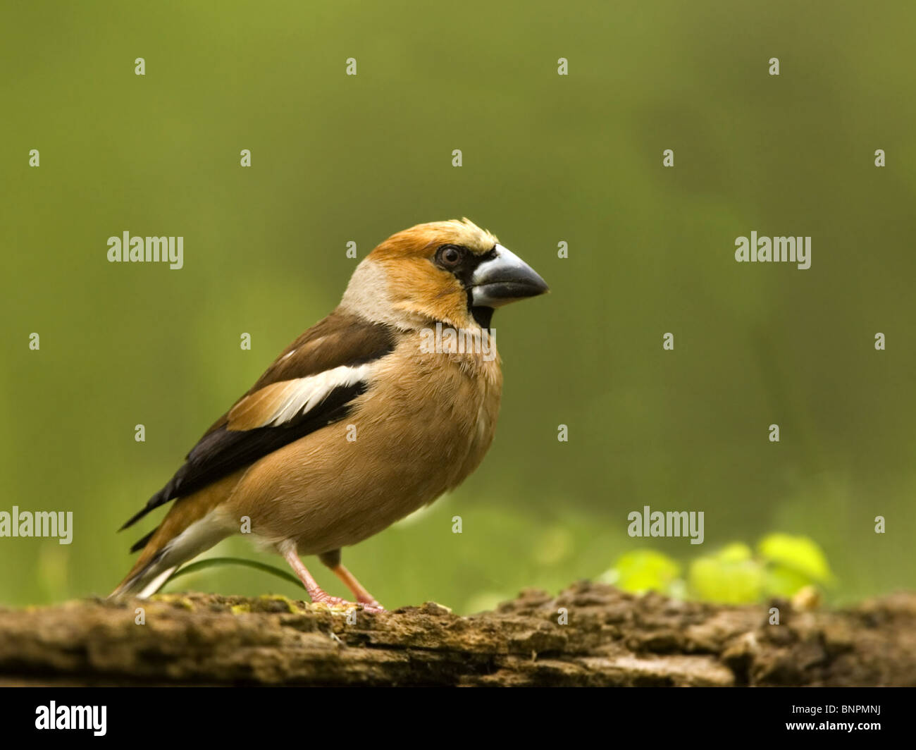 Male hawfinch hi-res stock photography and images - Alamy