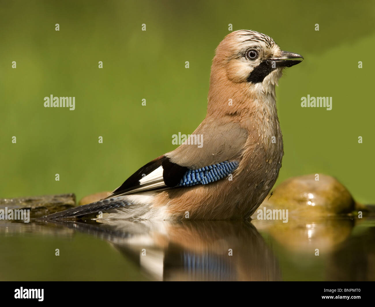 Bathing birds hi-res stock photography and images - Alamy