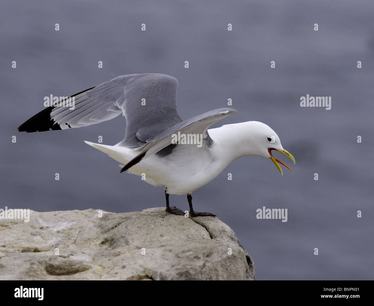 Squawking gulls hi-res stock photography and images - Alamy