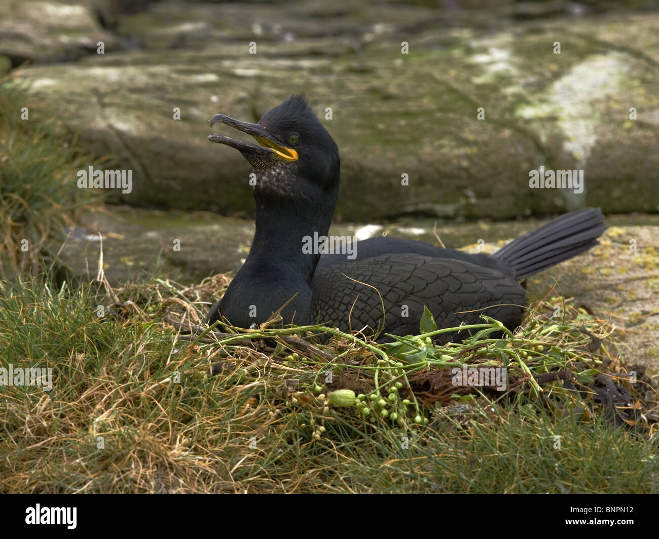 Shag hi-res stock photography and images - Alamy