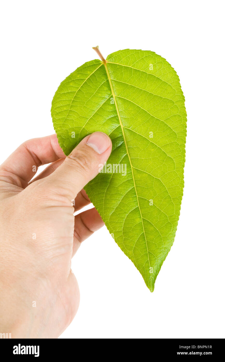 Hand and green leaf hi-res stock photography and images - Alamy