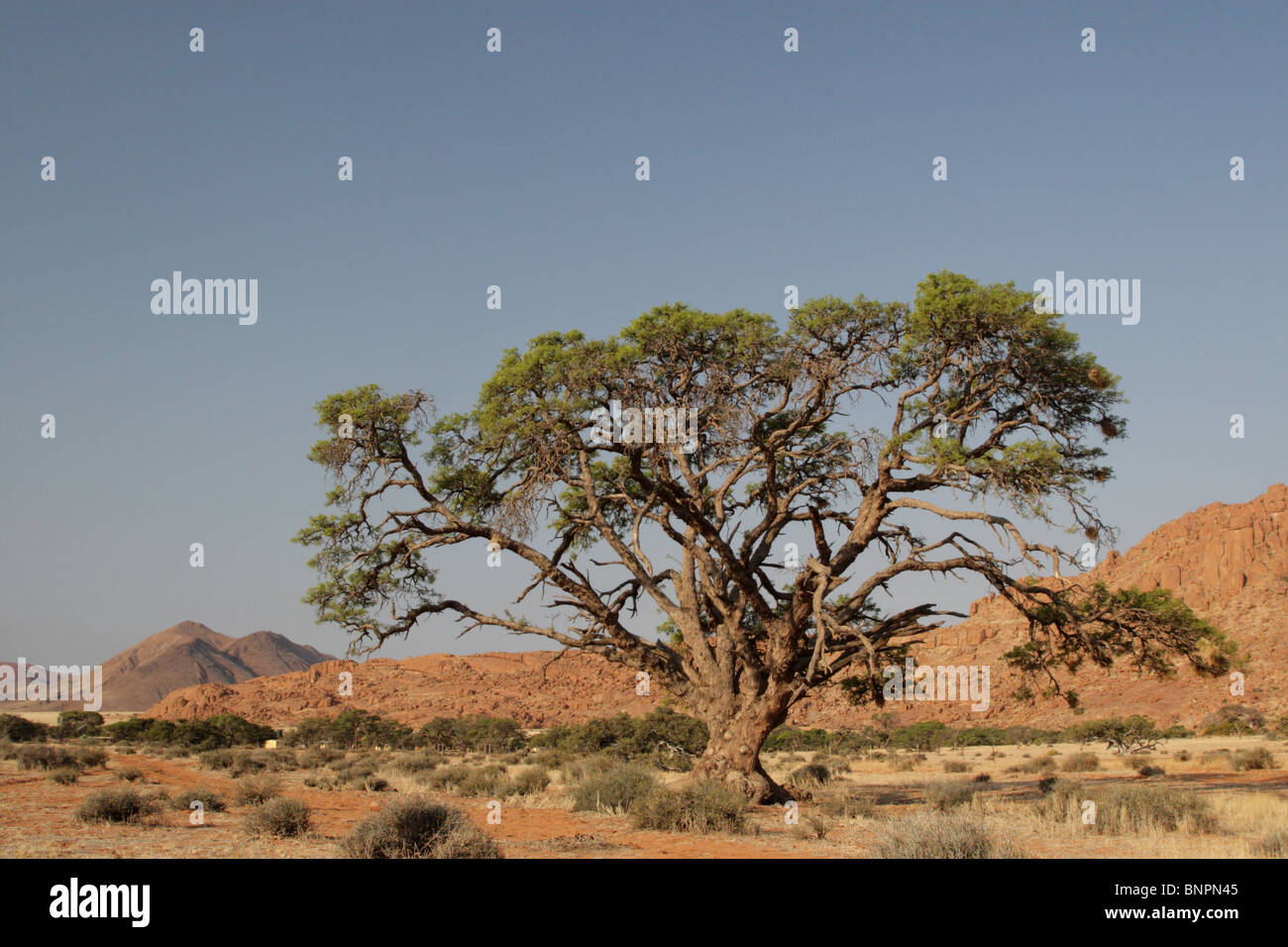Giant tree in the desert in Namibia Stock Photo - Alamy