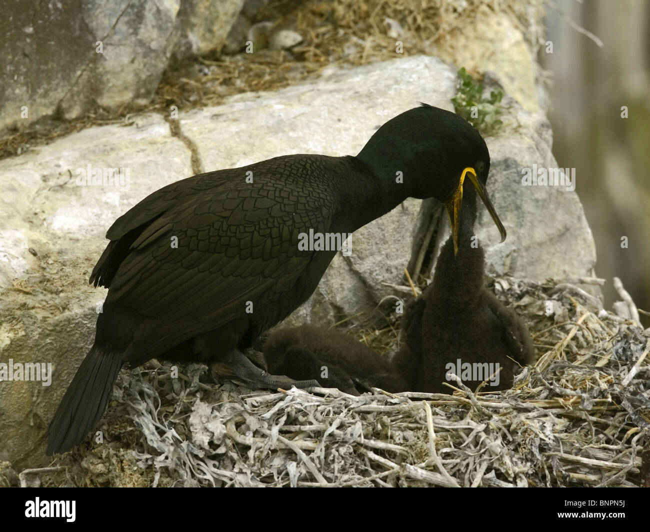 Shag Chick High Resolution Stock Photography and Images - Alamy