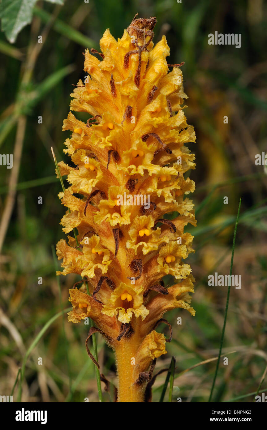 Knapweed Broomrape - Orobanche elatior Stock Photo - Alamy