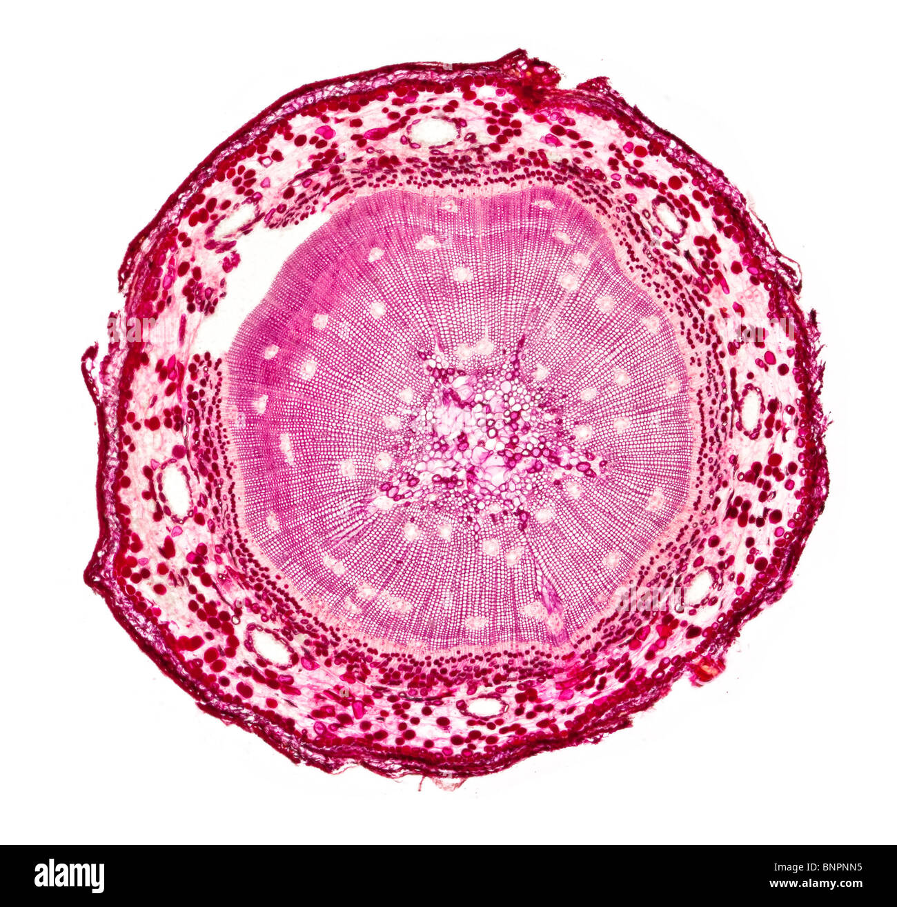 Brightfield photomicrograph of a Pinus sp. stem section T.S Stock Photo ...