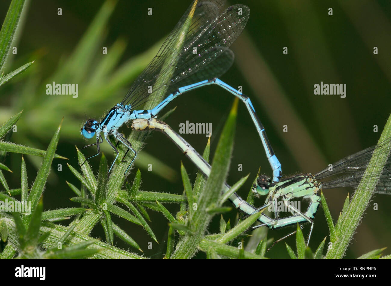 Azure Damselfly - Coenagrion puella Pair in wheel mating Stock Photo ...