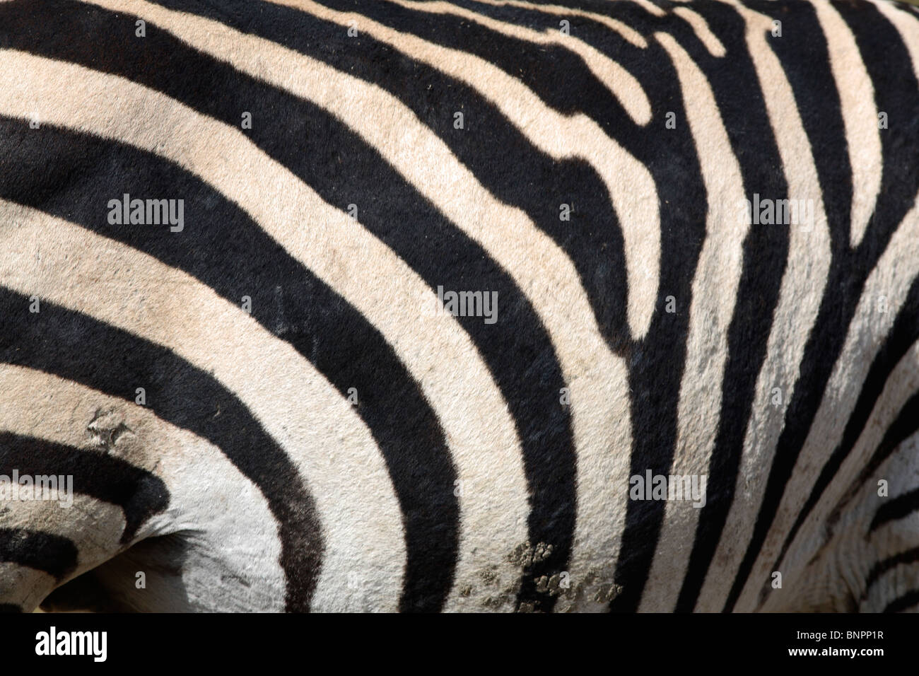 Zebra body hi-res stock photography and images - Alamy