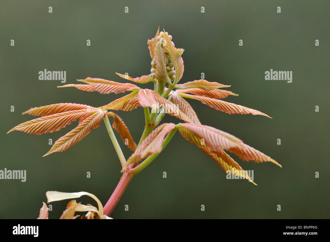 New leaves and Flower buds of Yellow Buckeye Tree - Aesculus flava ...
