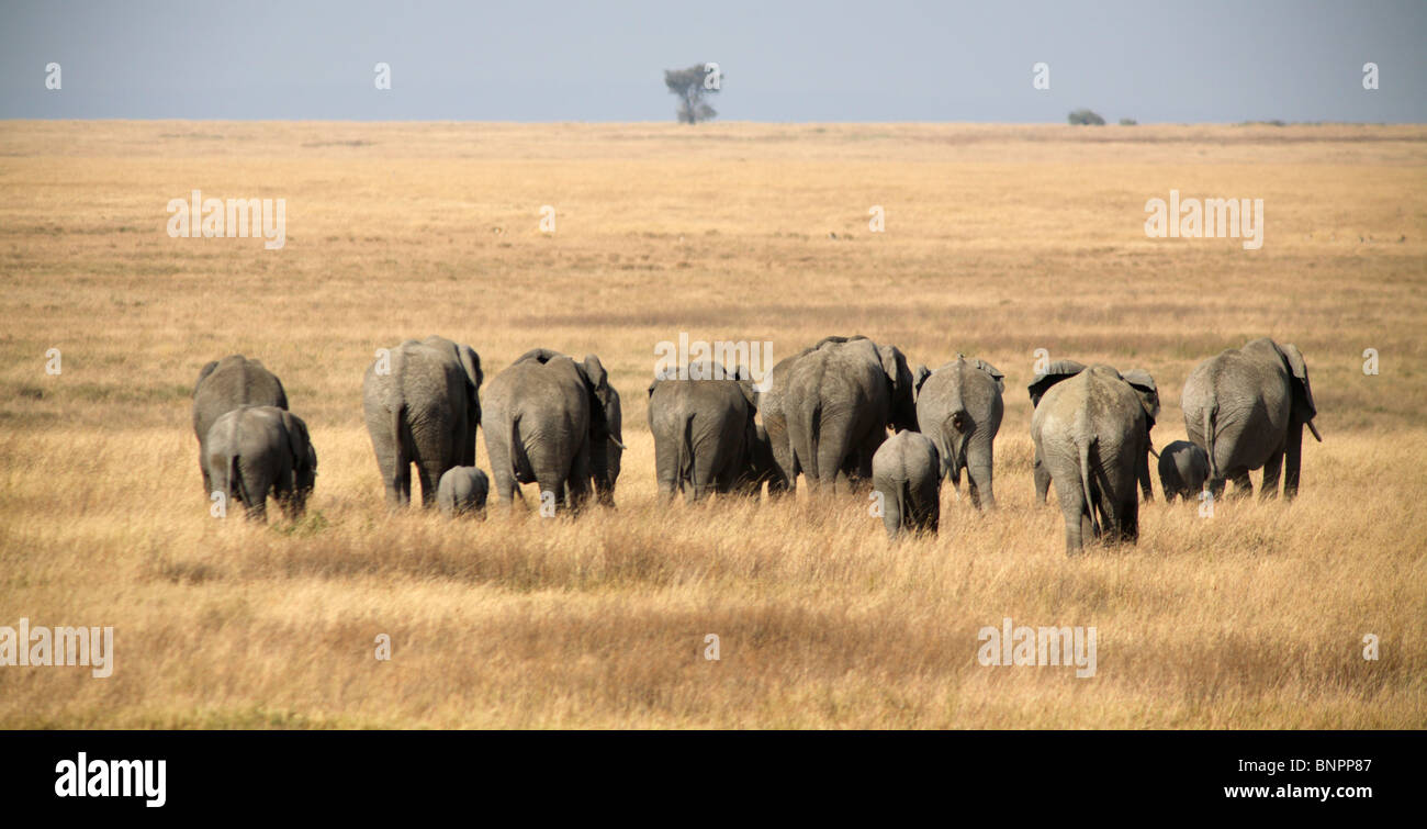 African endemic animals hi-res stock photography and images - Alamy