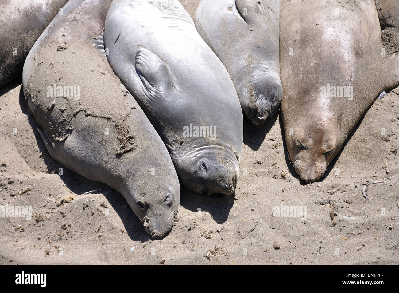 Elephant seals colony during molting period, Piedras Blancas beach ...
