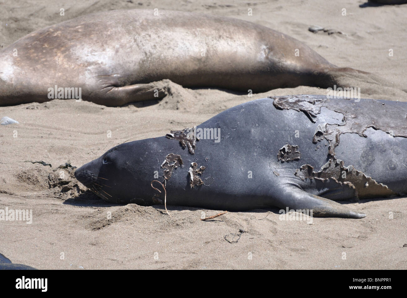 Elephant seals colony during molting period, Piedras Blancas beach ...
